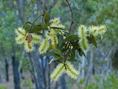 BunyipCo: September 2013