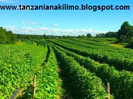 KILIMO BORA CHA MATANGO - TANZANIA NA KILIMO