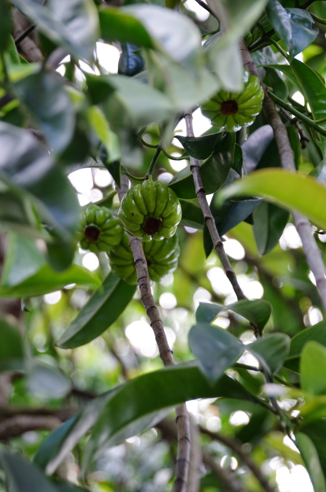 Trees and Plants: Pokok Asam Gelugor