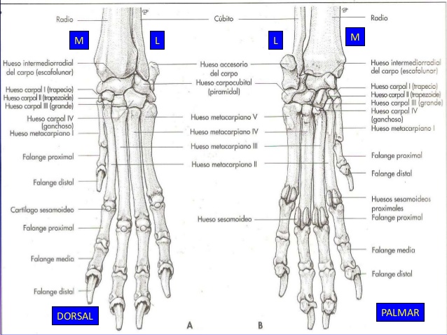 Osteologia canina: Miembro Toracico