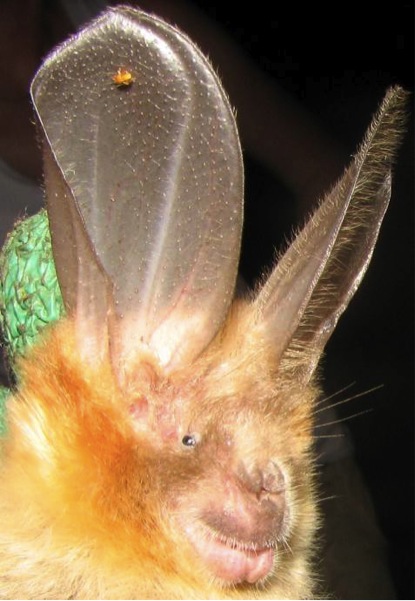 Diversity and Life: A view from the Holocene