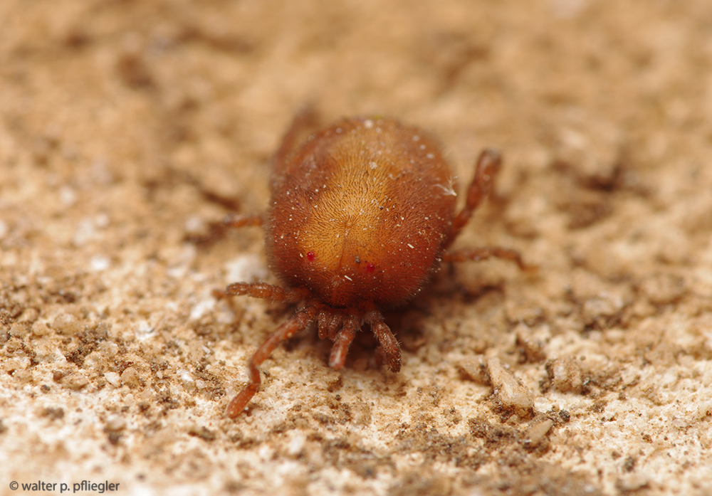 Nature photos from an Amateur Naturalist: Livno, Bosnia and Herzegovina ...