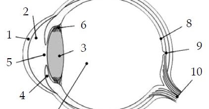 Struktur Anatomi Dan Bagian-Bagian Mata Insan Beserta Fungsinya