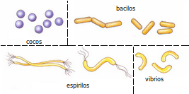 nat1celenamolina: Bacterias (coco, bacilo, espirilo, vibrio)