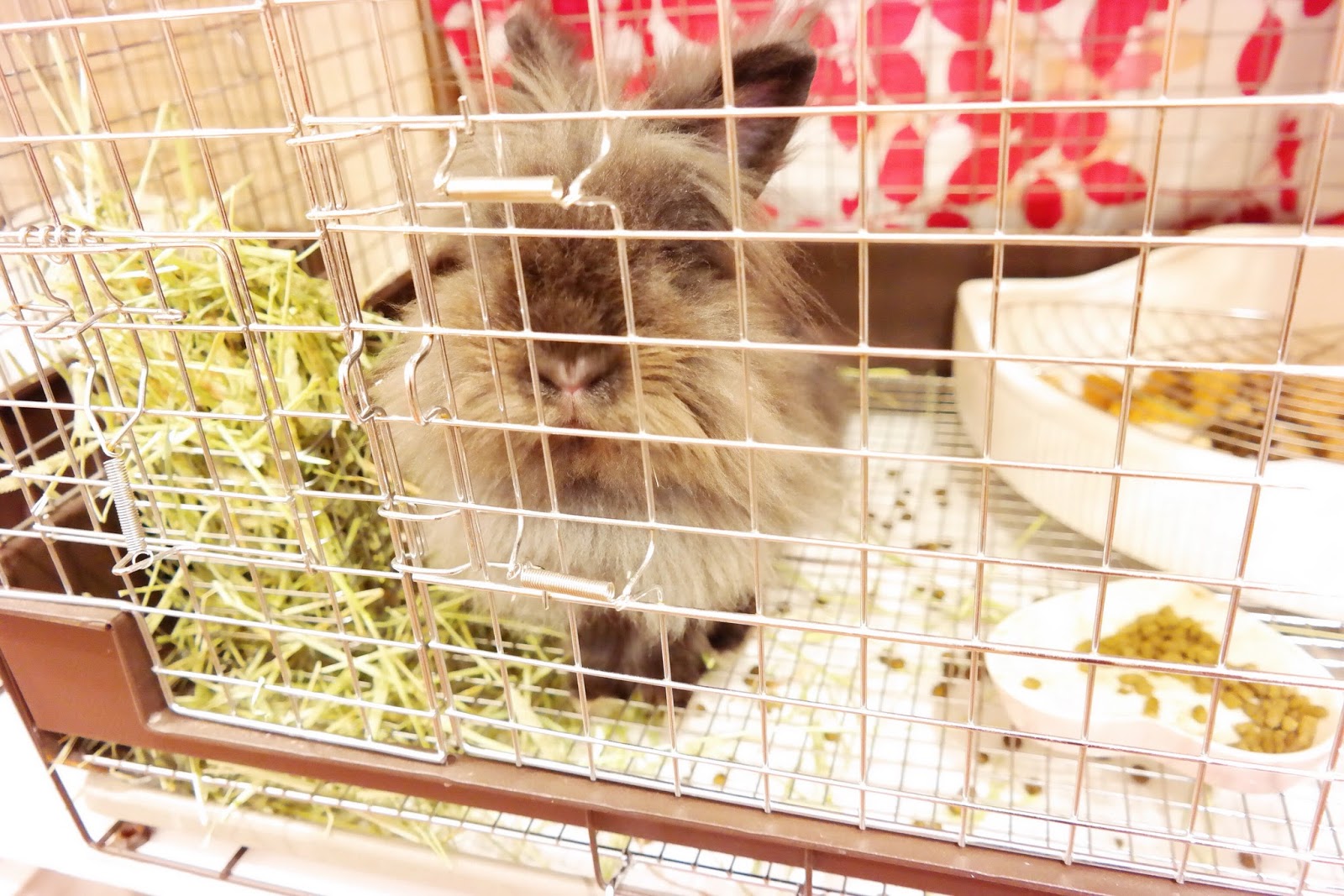 Bunny Cafe in Asakusa, Tokyo (Seriously, a cafe with loads of rabbits ...