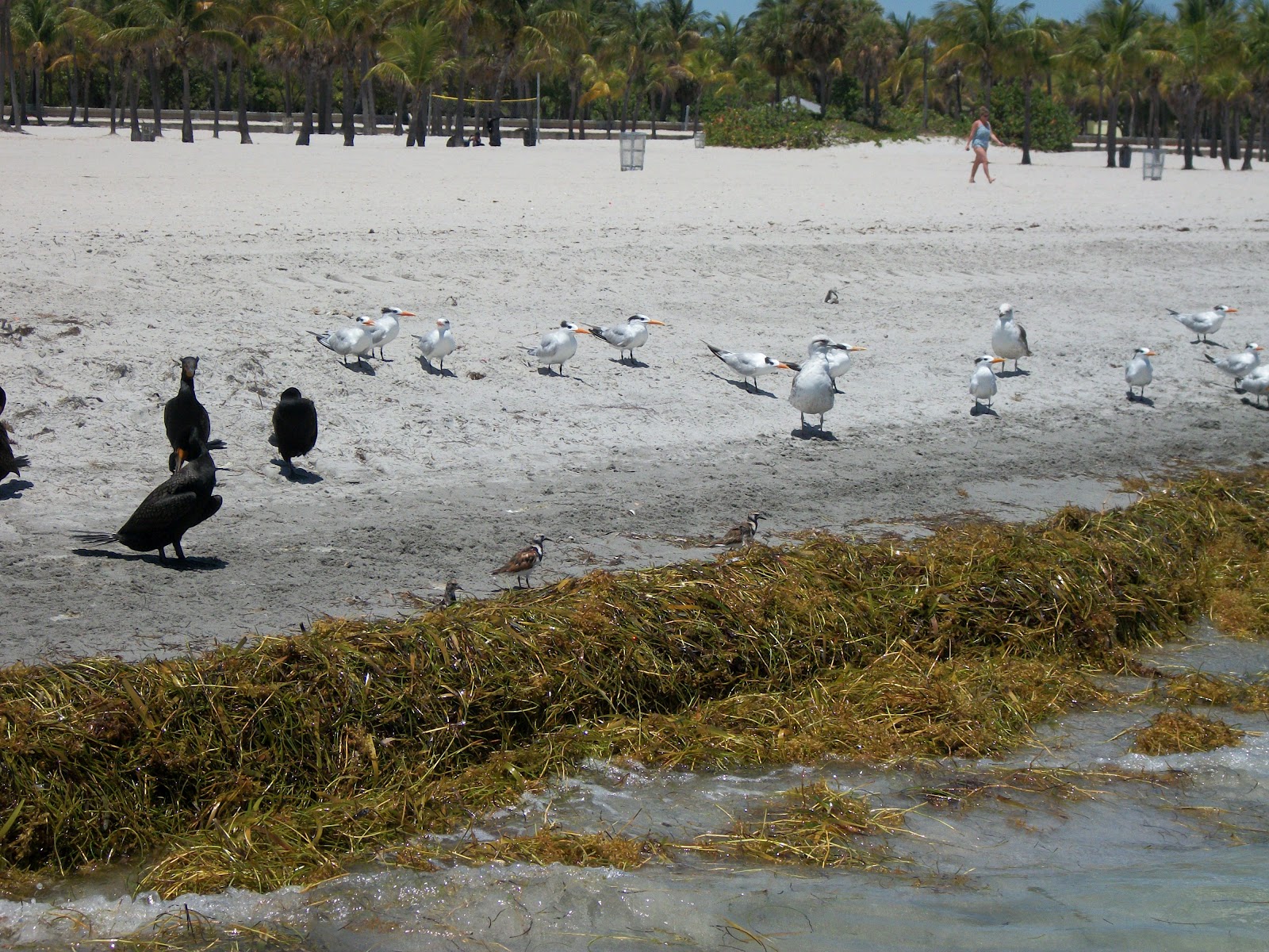 Turismo Científico: Flora y fauna de Key Biscayne (Florida, USA)