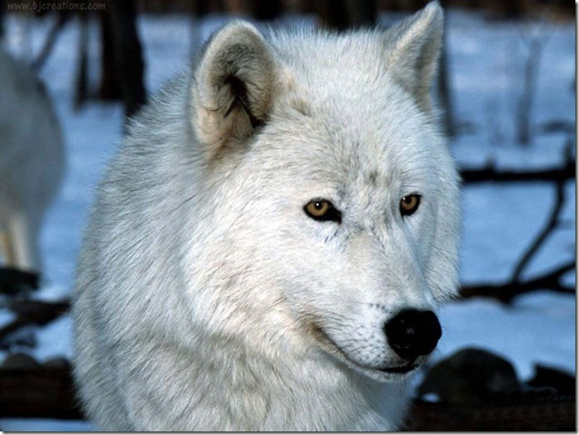 Love Nature ....: Most beautiful pure white animals
