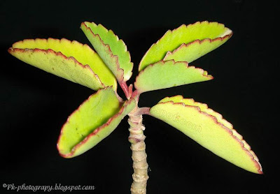Leaf of Life Plant | Nature, Cultural, and Travel Photography Blog