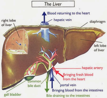 Materi Pelajaran Biologi SMK Farmasi: SISTEM EKSKRESI