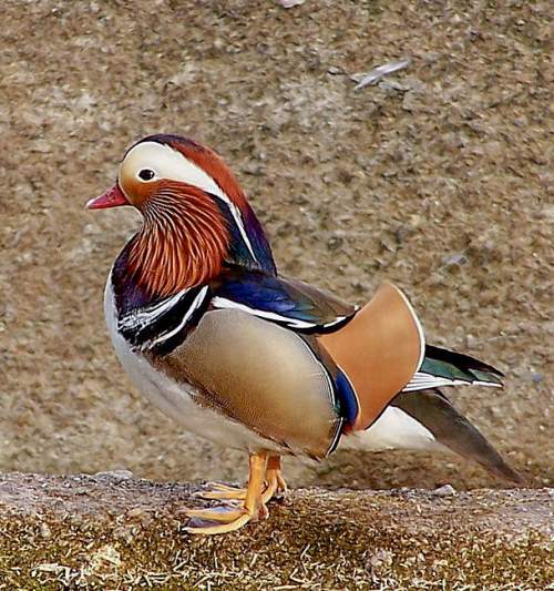 Mandarin duck images | Birds of India | Bird World