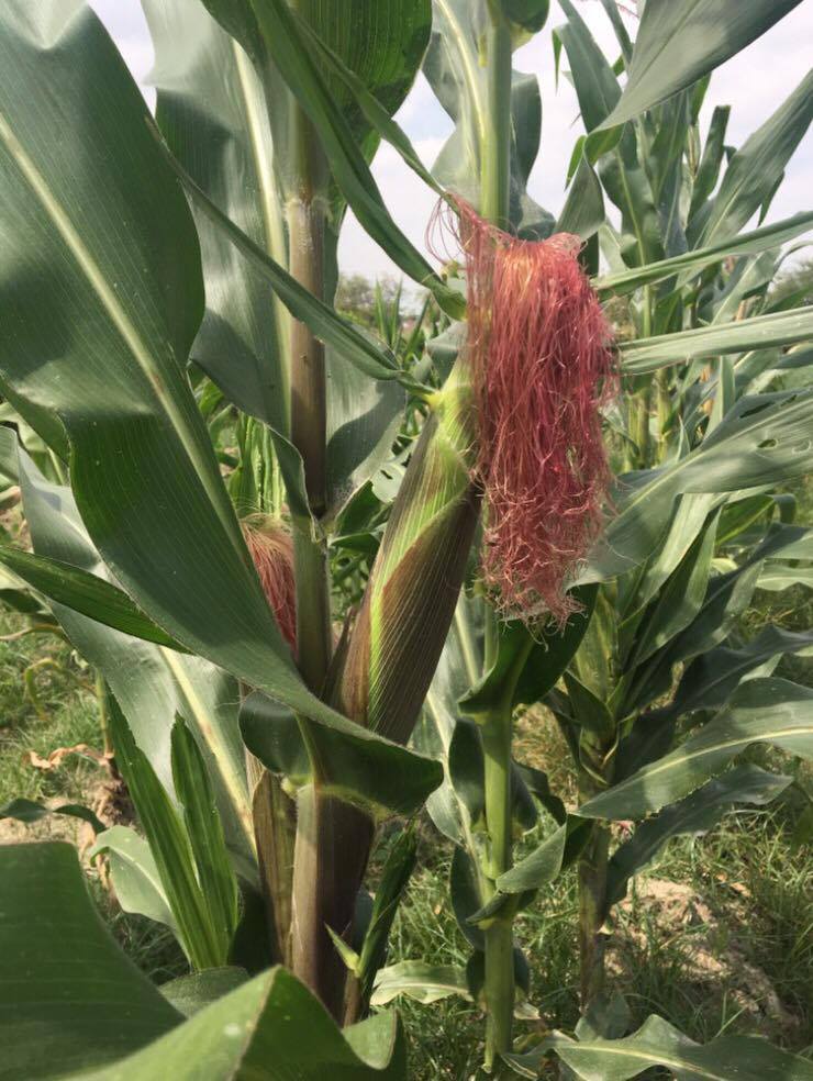 MAIZ: PARTES DEL MAÍZ