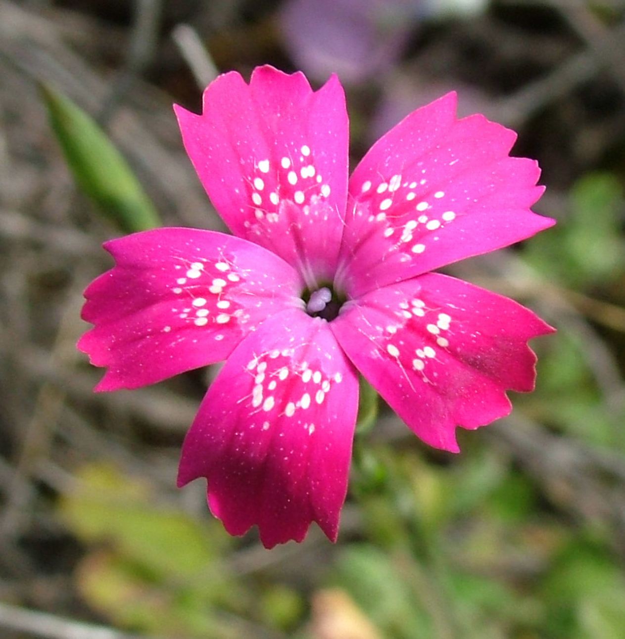 Flowers of Ymittos & Parnitha: CARYOPHYLLACEAE