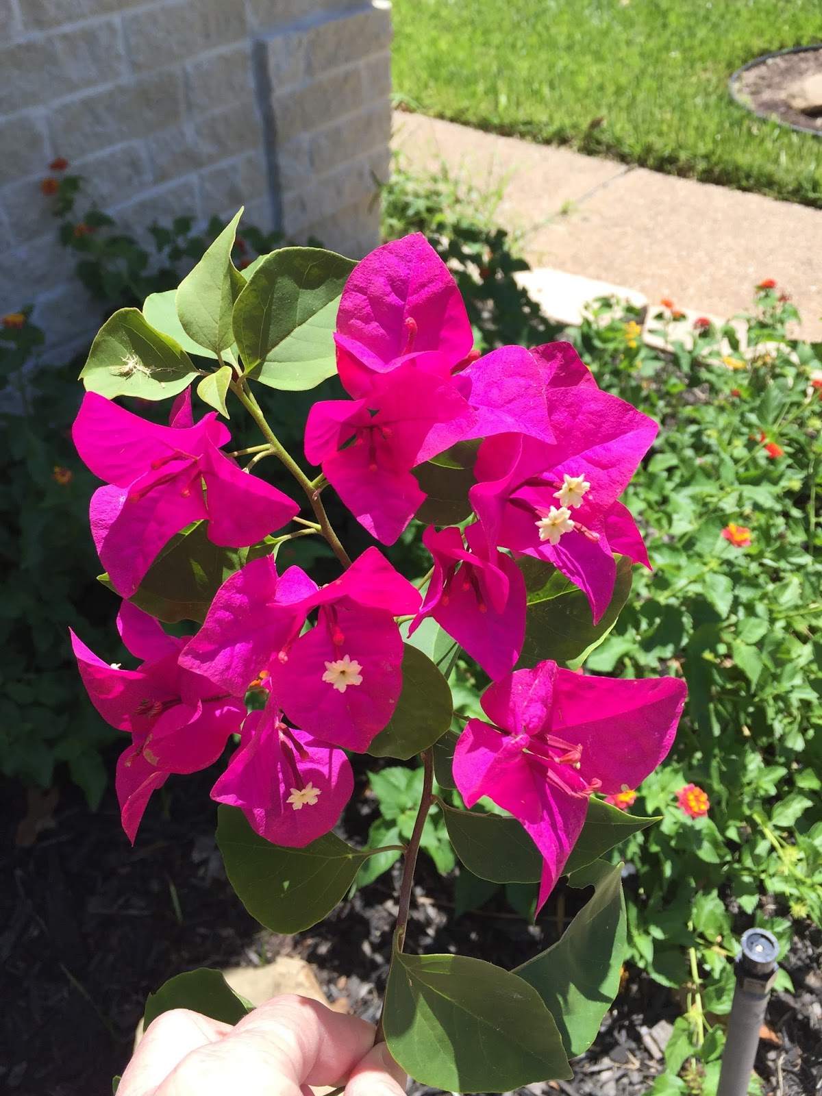 My Journey to Fit: FMM - Paco, Plants, and Population Explosion