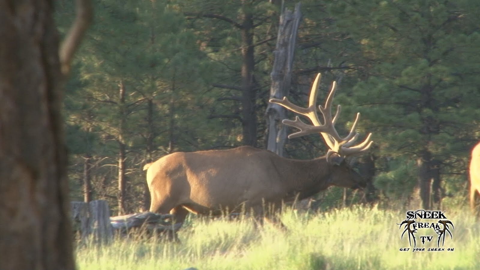 Sneek Freak TV: Velvet Freak Bull