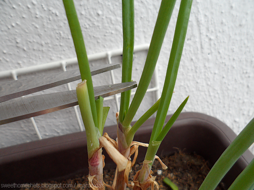Sweet Home-Chefs: Food Decoration : Spring Onion Curls (Flower)