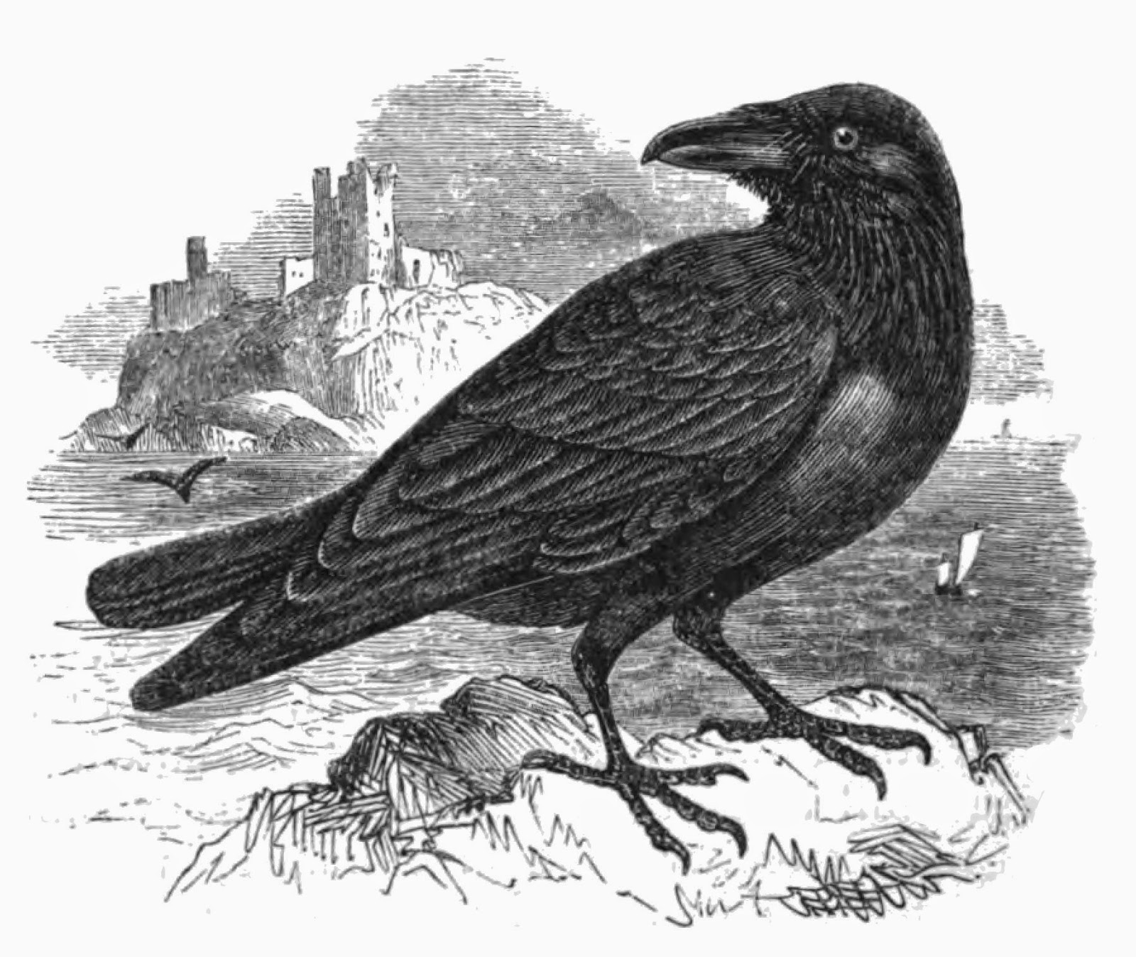The Raven Reference Images