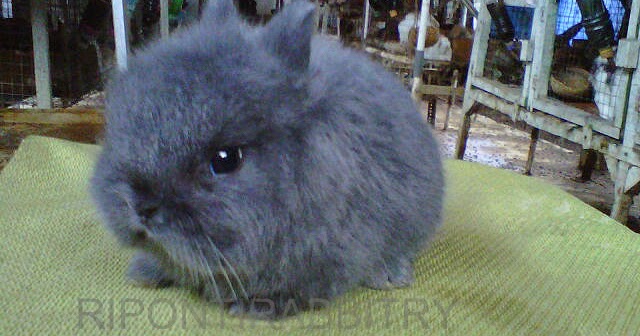 Mengenal Netherland Dwarf True Dwarf | HARGA KELINCI