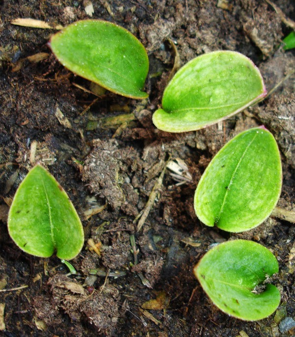 B&D Lilies Garden Blog: Be mindful of lily bulblets.