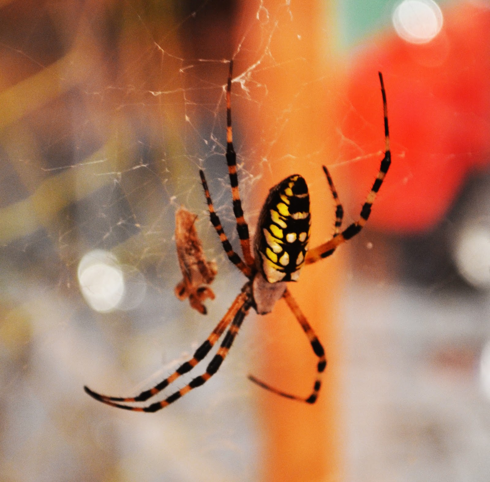 Polkadots on Parade: Discovery Science Center: Spooky Science & The ...