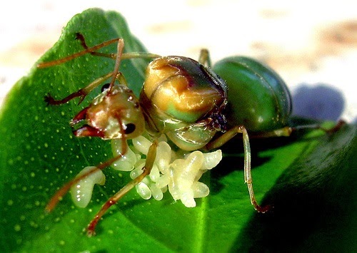Anggota Terpenting dalam Koloni Semut Rangrang adalah Ratu Semut ...