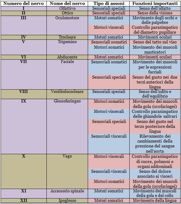 My Super Mind: La struttura del Sistema Nervoso