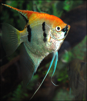 Fish N Tips: Large Aquarium Fish - Freshwater