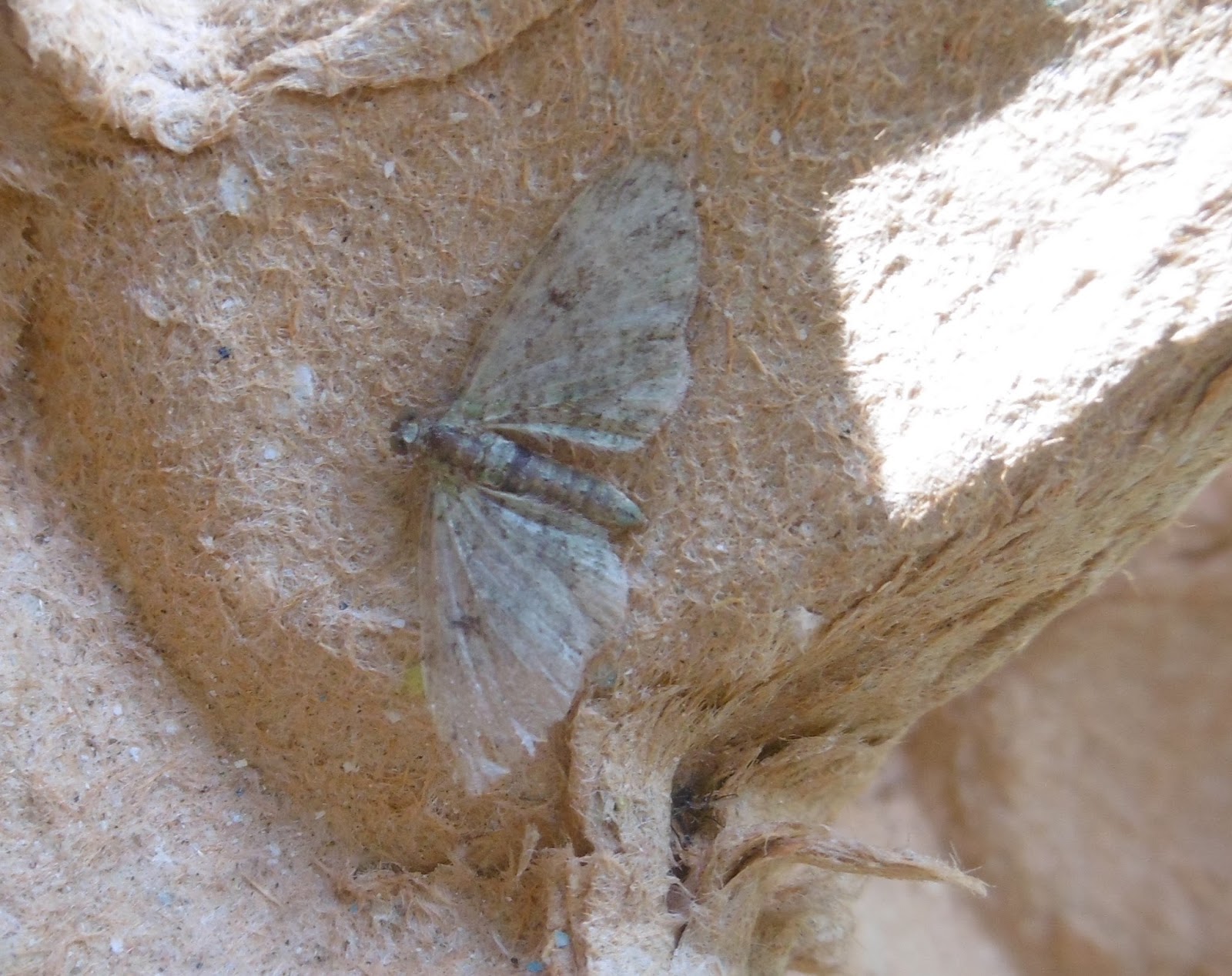 Martin's Moths: Chicken moth - and friends