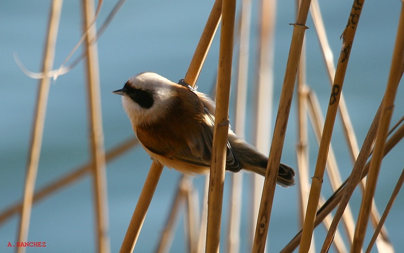 Aves de Aragón : Pájaro moscón
