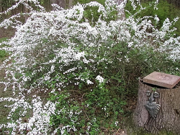 In the Garden: Georgia Pine Pollen