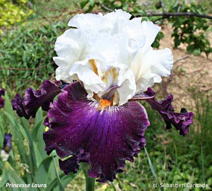 World of Irises: French Irises and Their Hybridizers