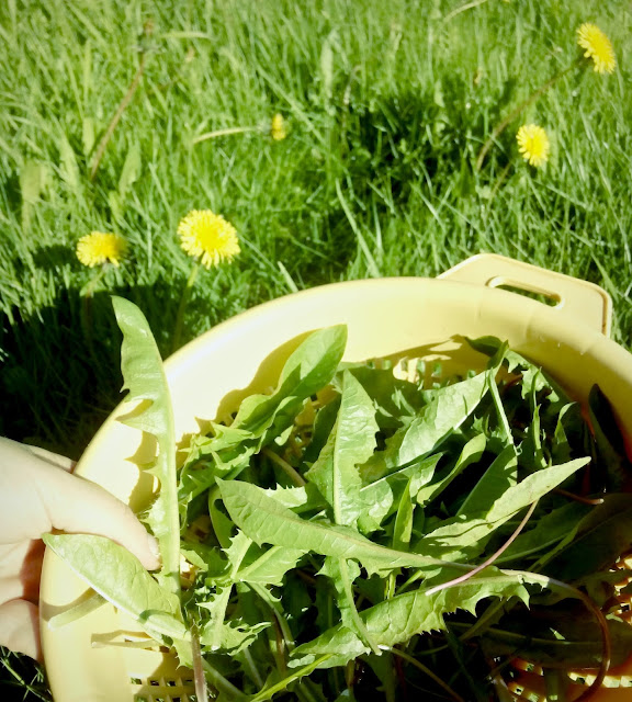Maskrosens användning och innehåll