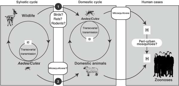 Infection Landscapes: Rift Valley Fever