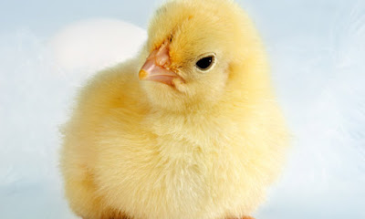 Rapadura Cult: O pintinho