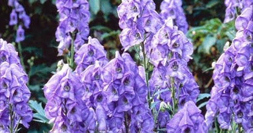 Prepared aconite root (Fuzi)-Aconitum carmichaeli- Radix Aconiti ...