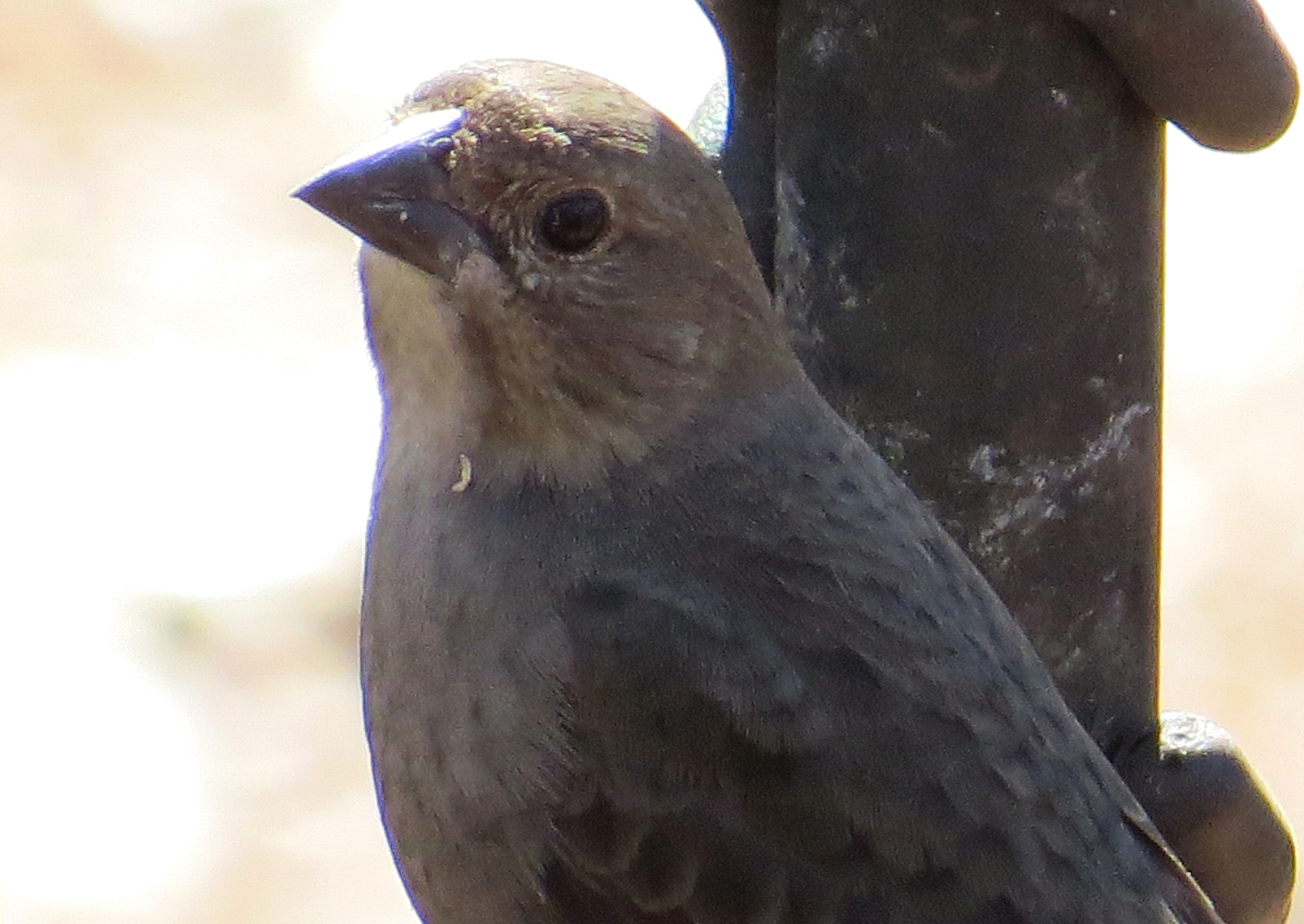 BirdsEyeViews: Winter Birding!