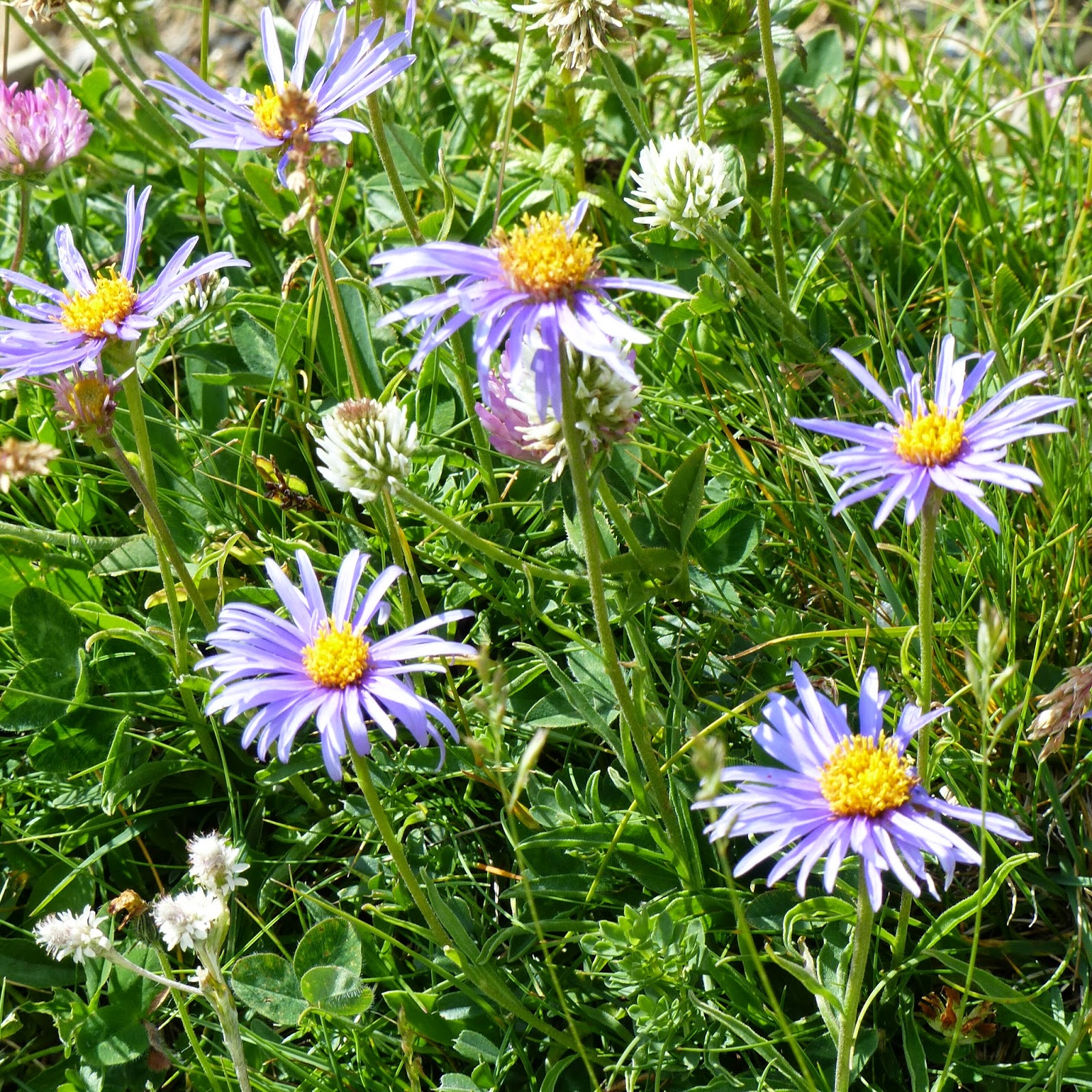 Aster alpinus | Wild flowers of Europe by Anita Beijer