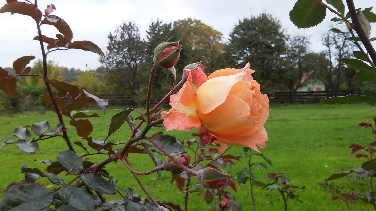 Ranczo Elma: Róża (Rosa) Louise Clements