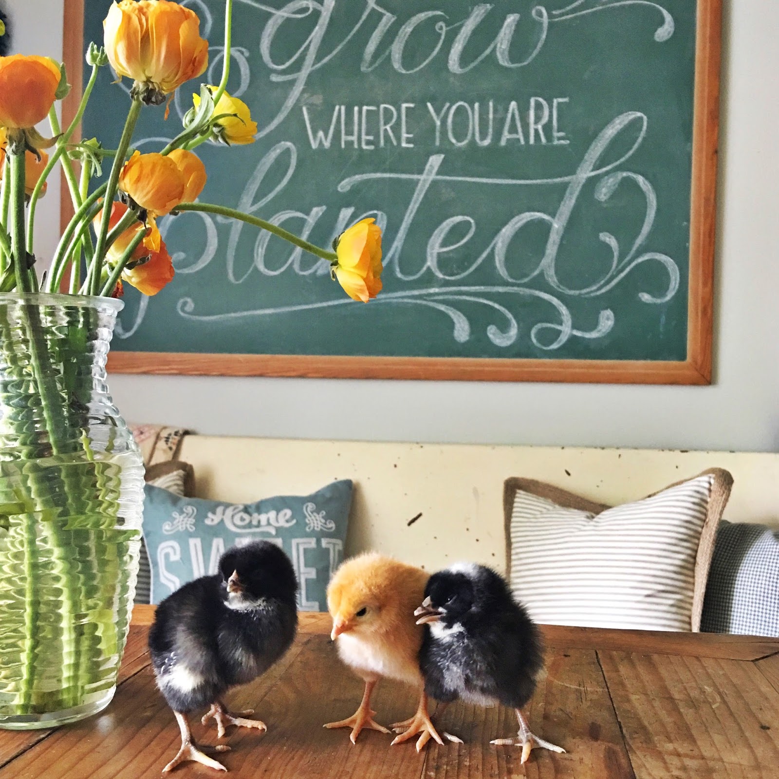 natalie creates: Garden Workshop at Freckled Hen Farm