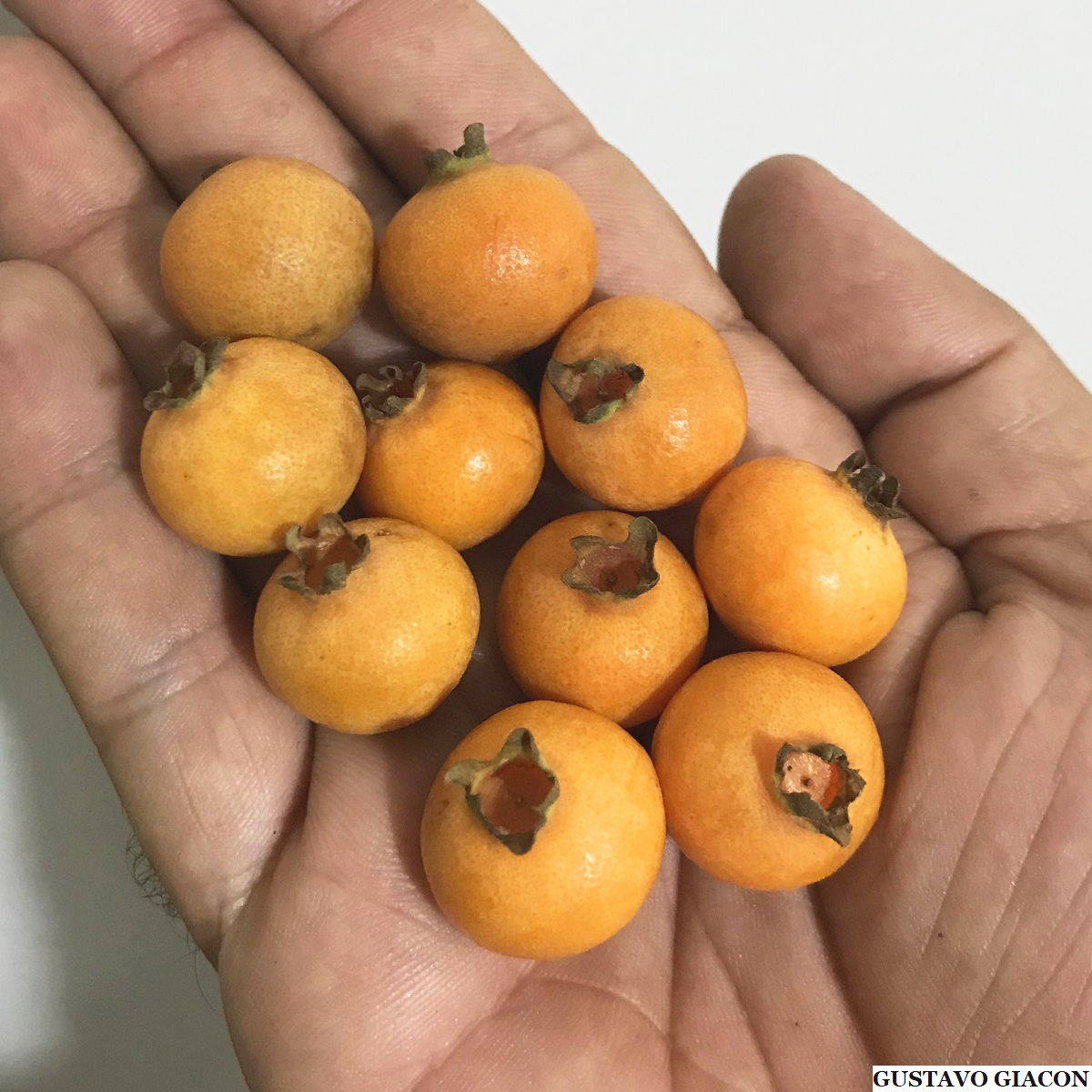 Viveiro Ciprest - Plantas Nativas e Exóticas: Guabiroba Laranja ou ...