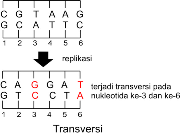 Mutasi, Sub Bab Pengertian dan Mutasi Gen - Biologi Edukasi: Belajar ...
