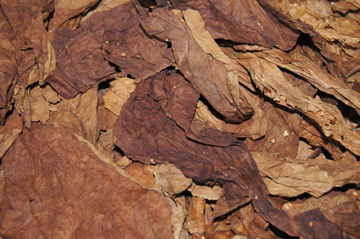 Miss Virginia Burley: Virginia's Leaf