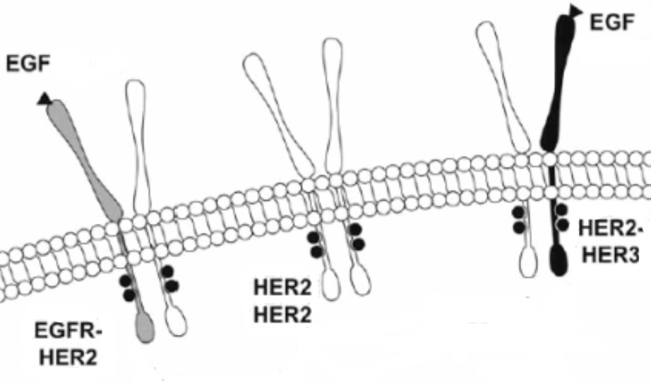 LATESTBreastCancer Blog: HER2 Part 1: Know the Molecule