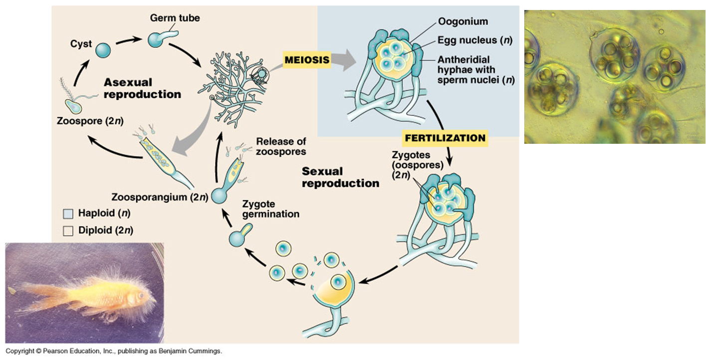 Kingdom Protista | Bukan Sekedar Materi