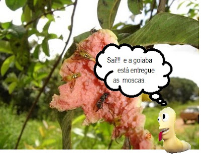 BLOG DO GENILSON RODRIGUES: O BICHINHO DA GOIABA DE MIRACEMA