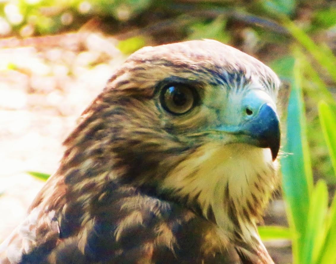 EV Grieve: Baby red-tailed hawks nearly ready to drop the baby and move ...