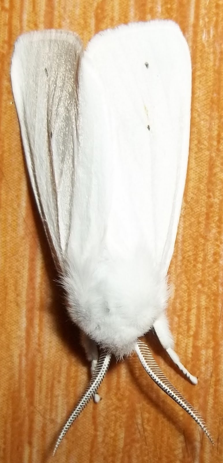 The Heslin's In Florida: White moth.