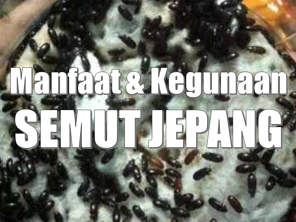 kegunaan semut jepang