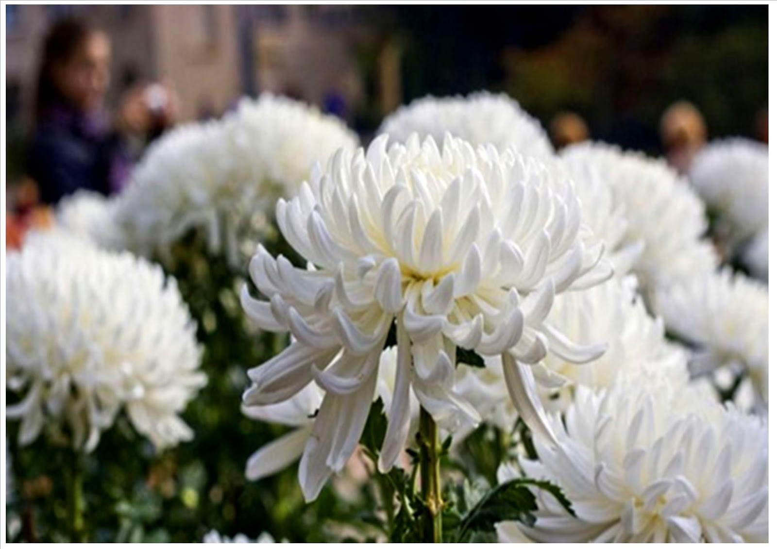 Gambar Aneka Bunga dan Keterangannya