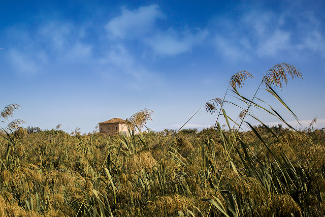 Dino Polidori: Giunchi