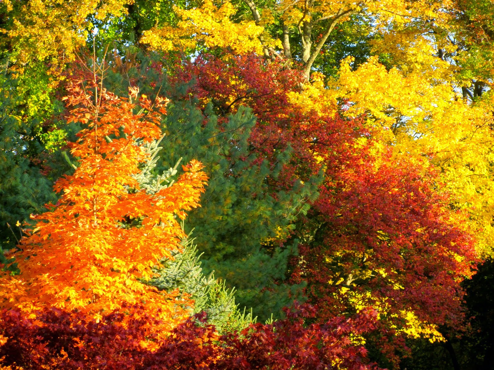 Curiouser and Curiouser: The Autumn Colors of Oxford